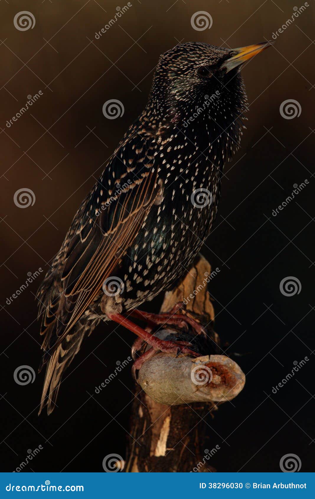 Common starling. stock photo. Image of feather, vulgaris - 38296030