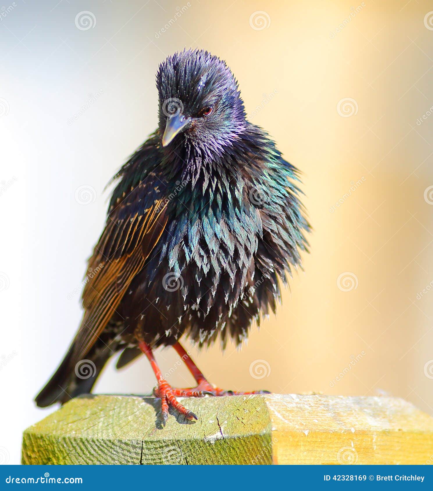 Common Starling bird stock image. Image of common, purple - 42328169