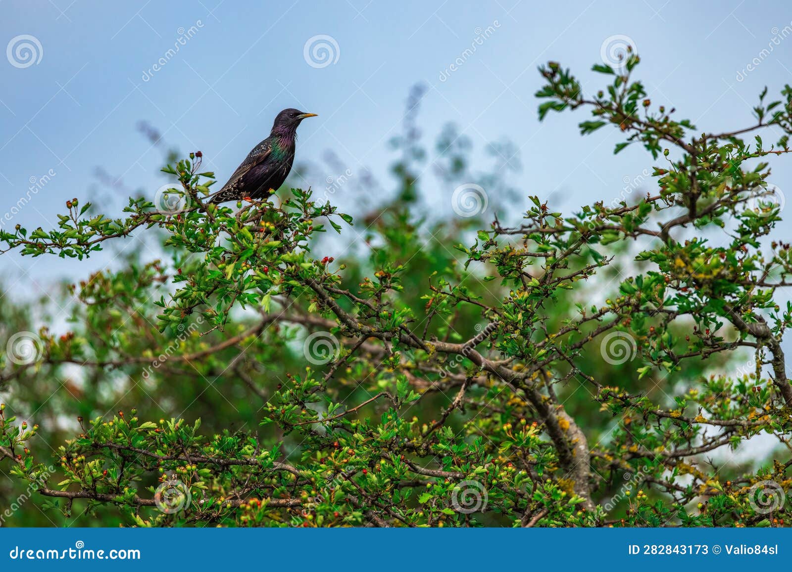 Common Starling Bird Standing on a Tree Branch Stock Image - Image of ...