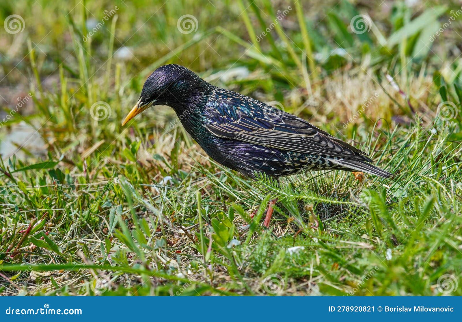 Common starling stock image. Image of wildlife, bird - 278920821