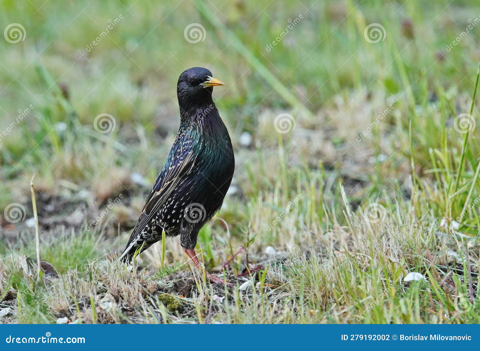 Common starling stock photo. Image of ornithology, starling - 279192002