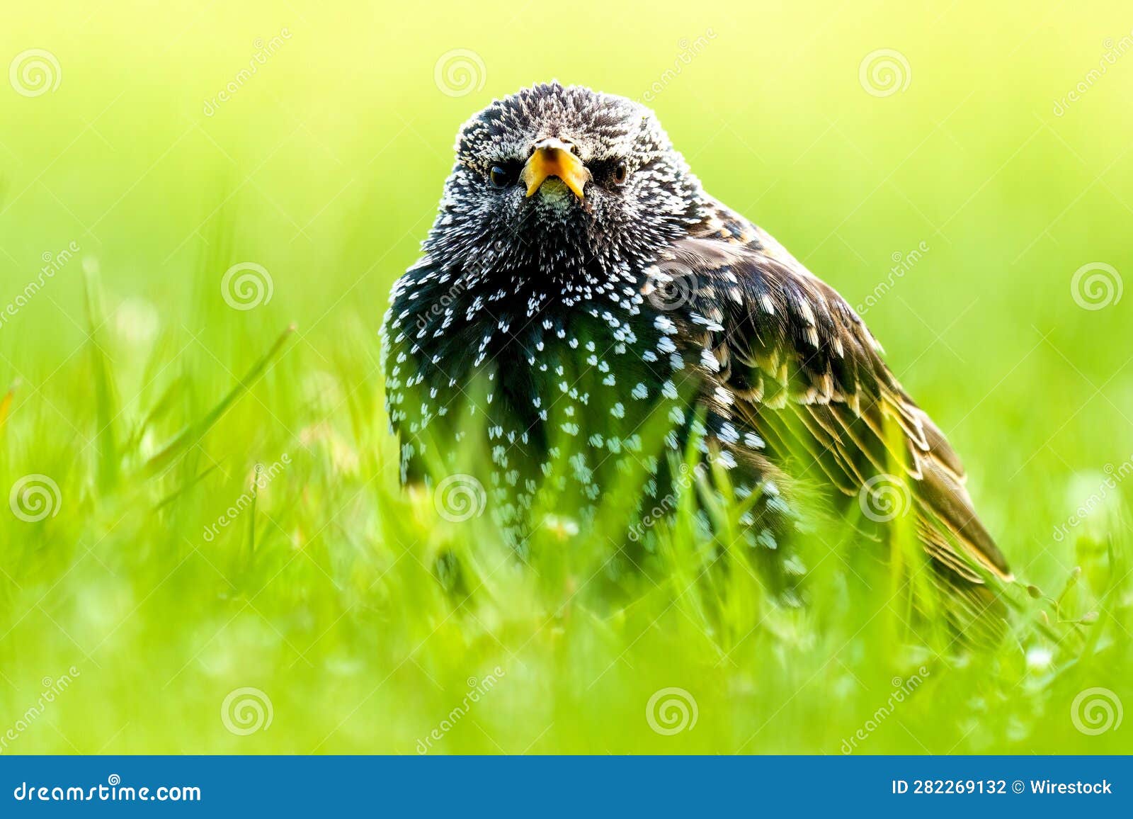 Common Starling Perched on a Grassy Area, Scanning the Horizon for Its ...