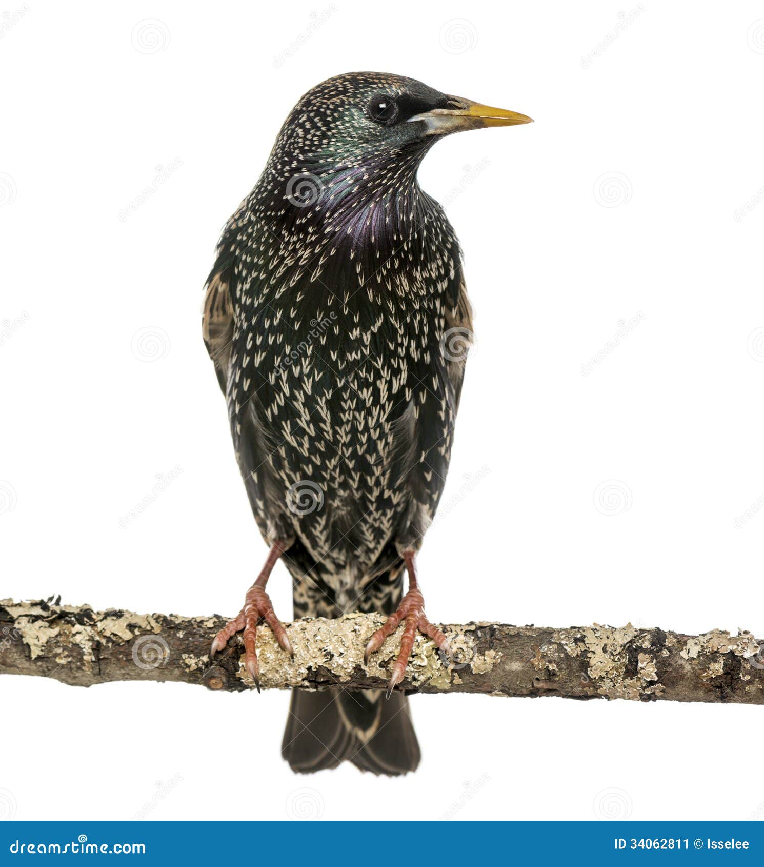 Sturnus Vulgaris - Common Starling Mother, Feeding The Baby Royalty ...