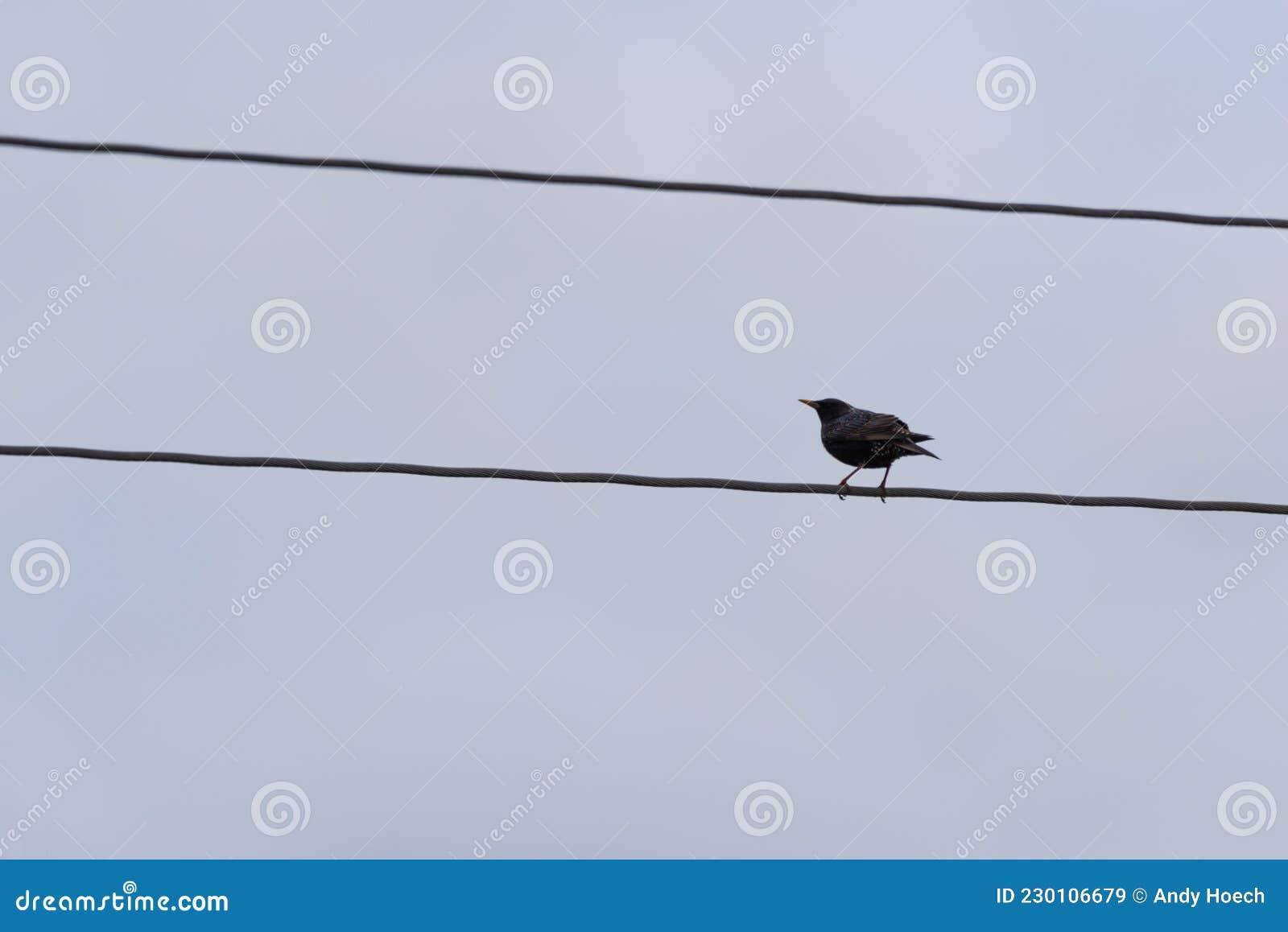 A Common Starling on a Power Cable in Bad Weather Stock Image - Image ...