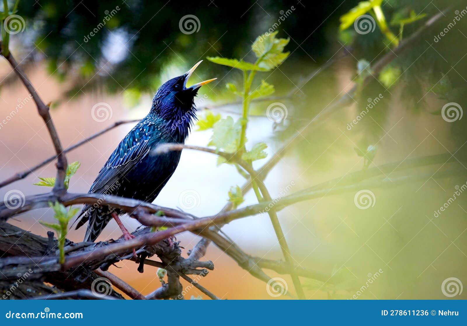 Common Starling Singing on a Grape Branch on a Beautiful Blurry ...