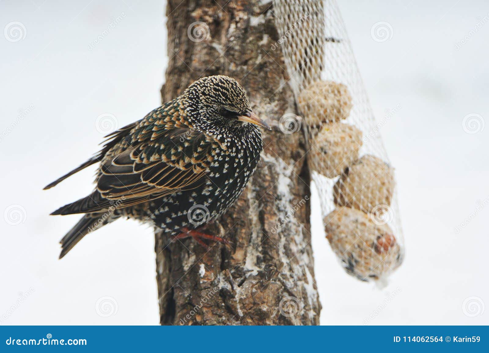 Common starling in spring stock photo. Image of european - 114062564