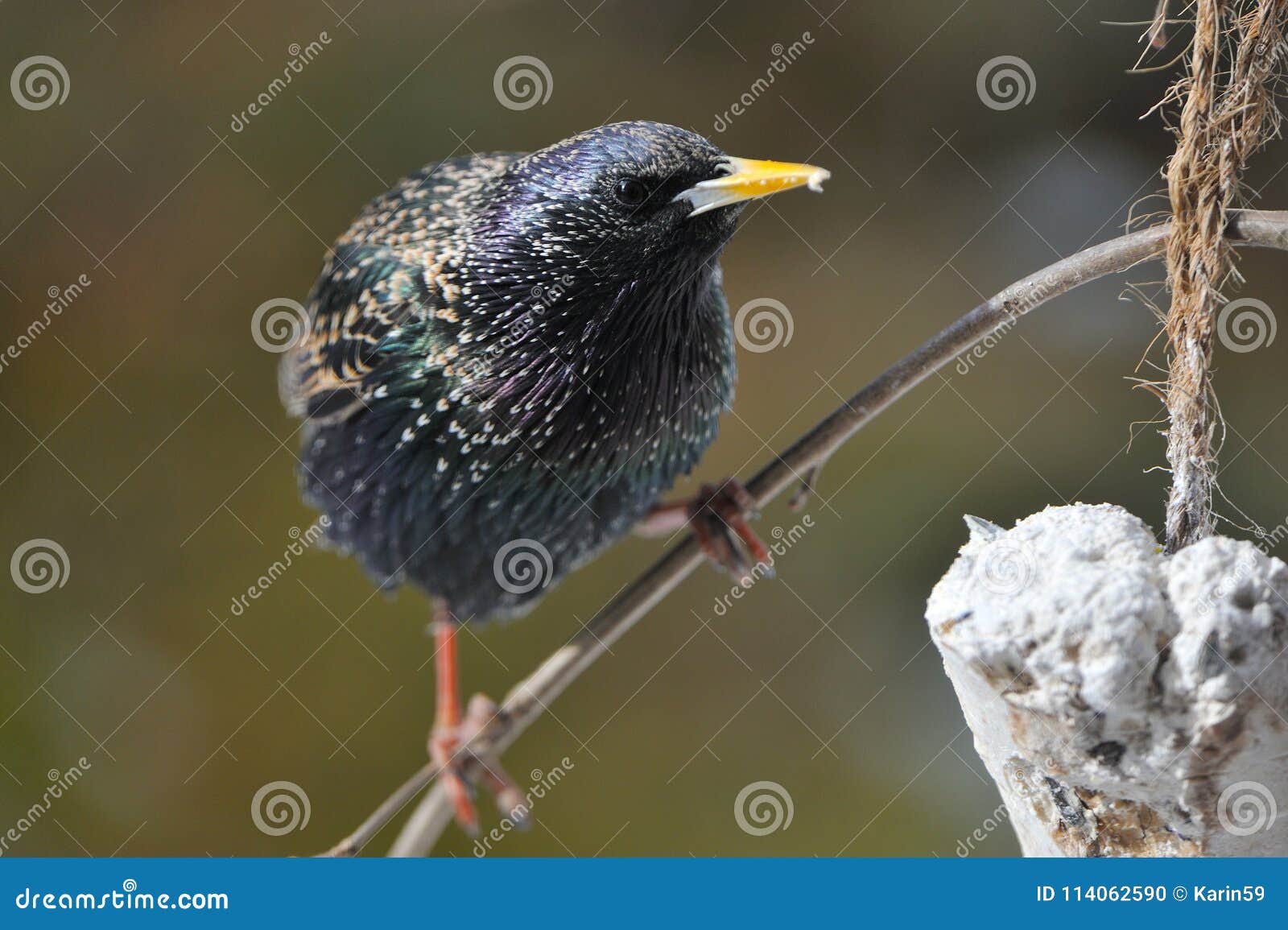 Common starling in spring stock photo. Image of park - 114062590