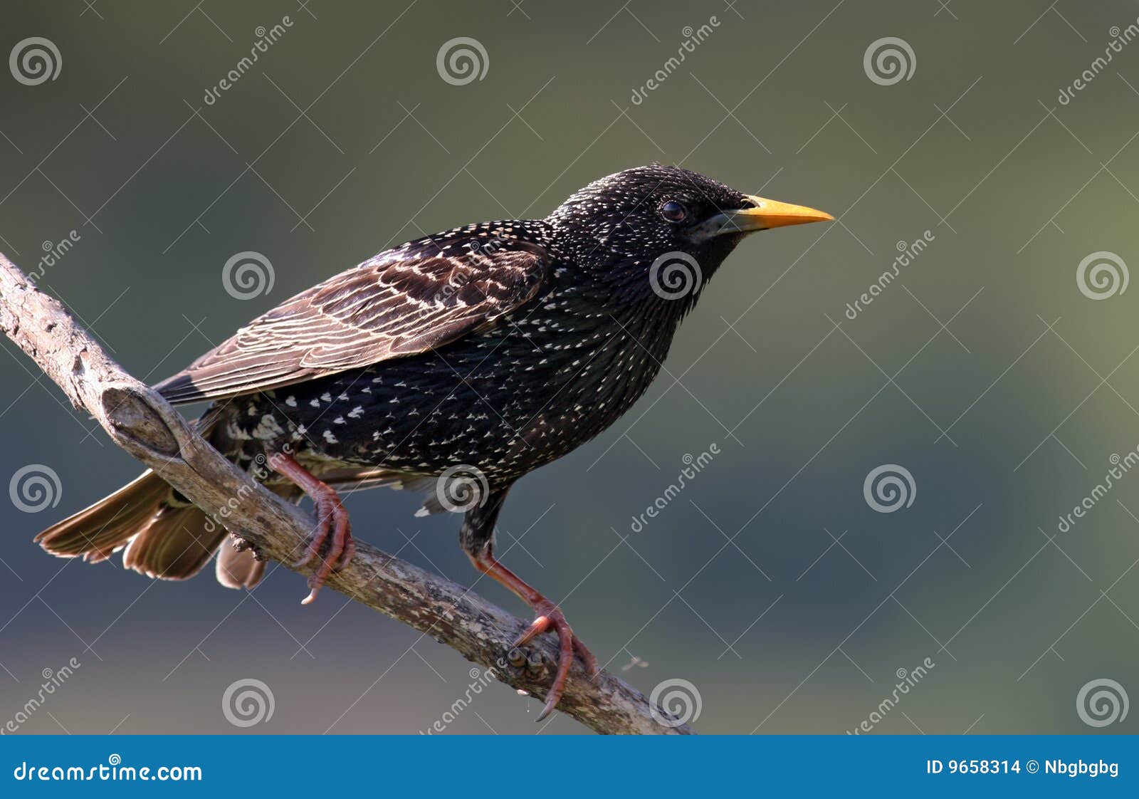 Common Starling (Sturnus Vulgaris) Stock Photo - Image of nature ...