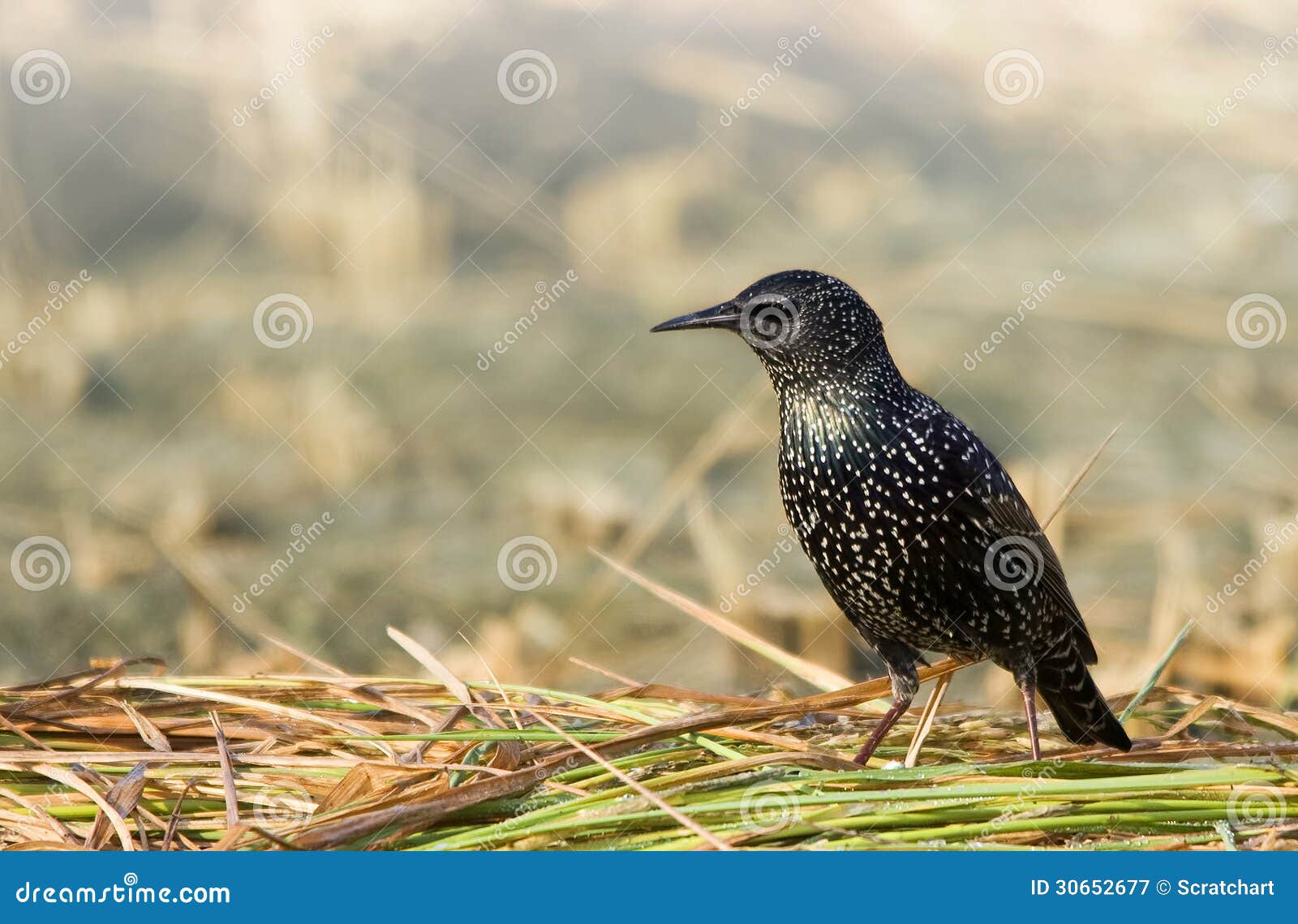 Common Starling stock image. Image of atural, resting - 30652677