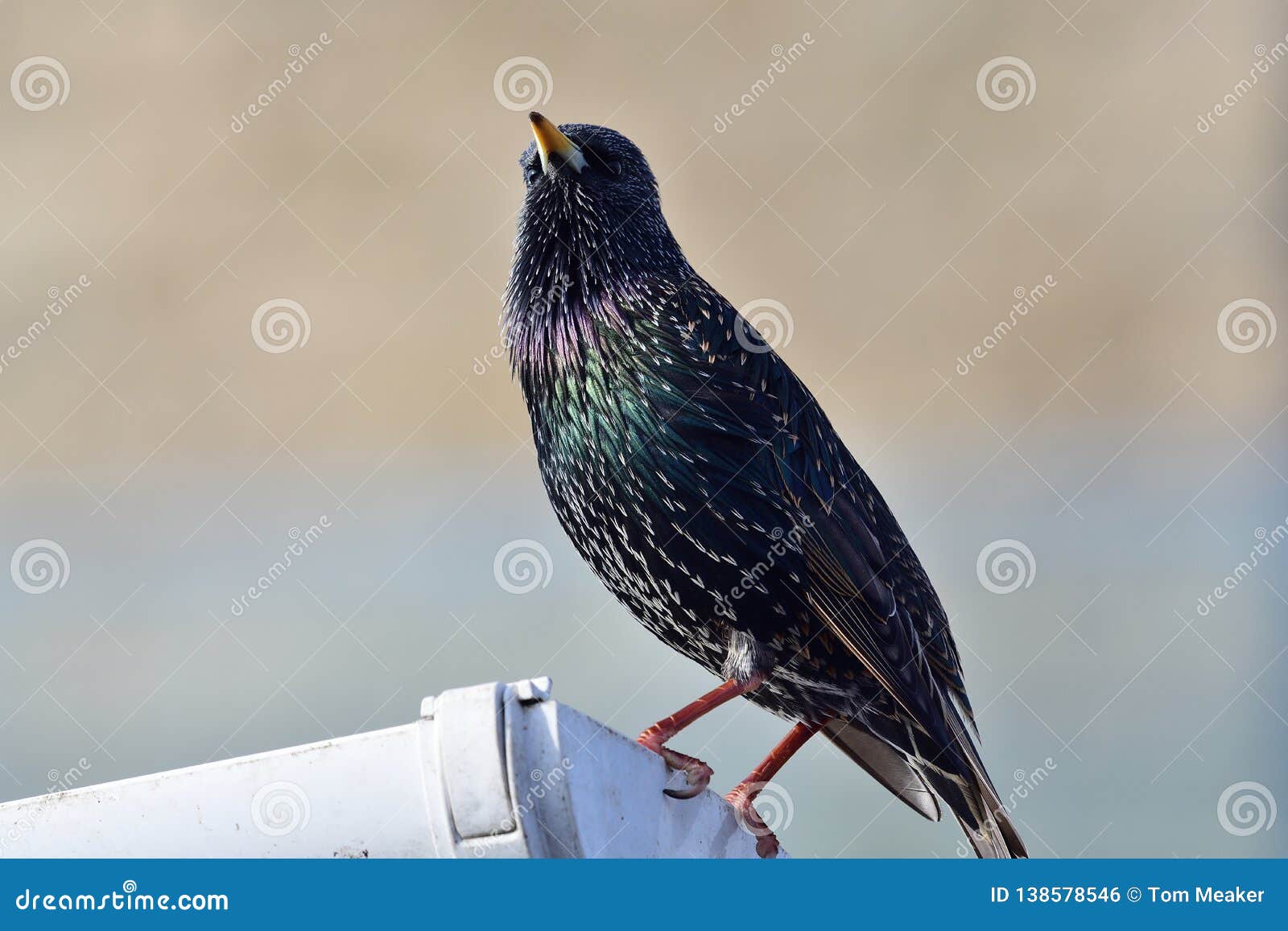 Common Starling Sturnus Vulgaris Stock Photo - Image of wildlife ...
