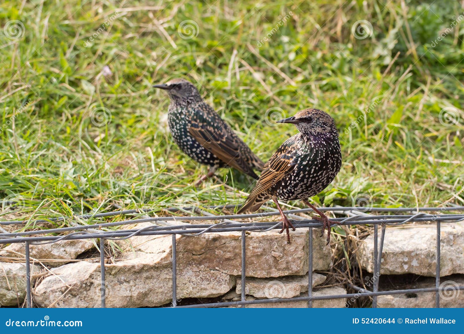 Common Starling stock photo. Image of fauna, sturnus - 52420644