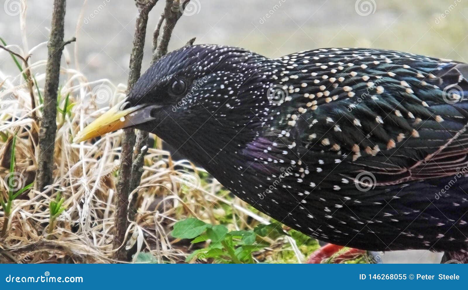 The common starling UK stock image. Image of feeding - 146268055