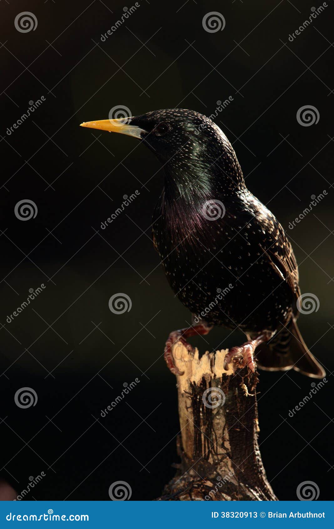 Common starling. stock image. Image of starling, nature - 38320913