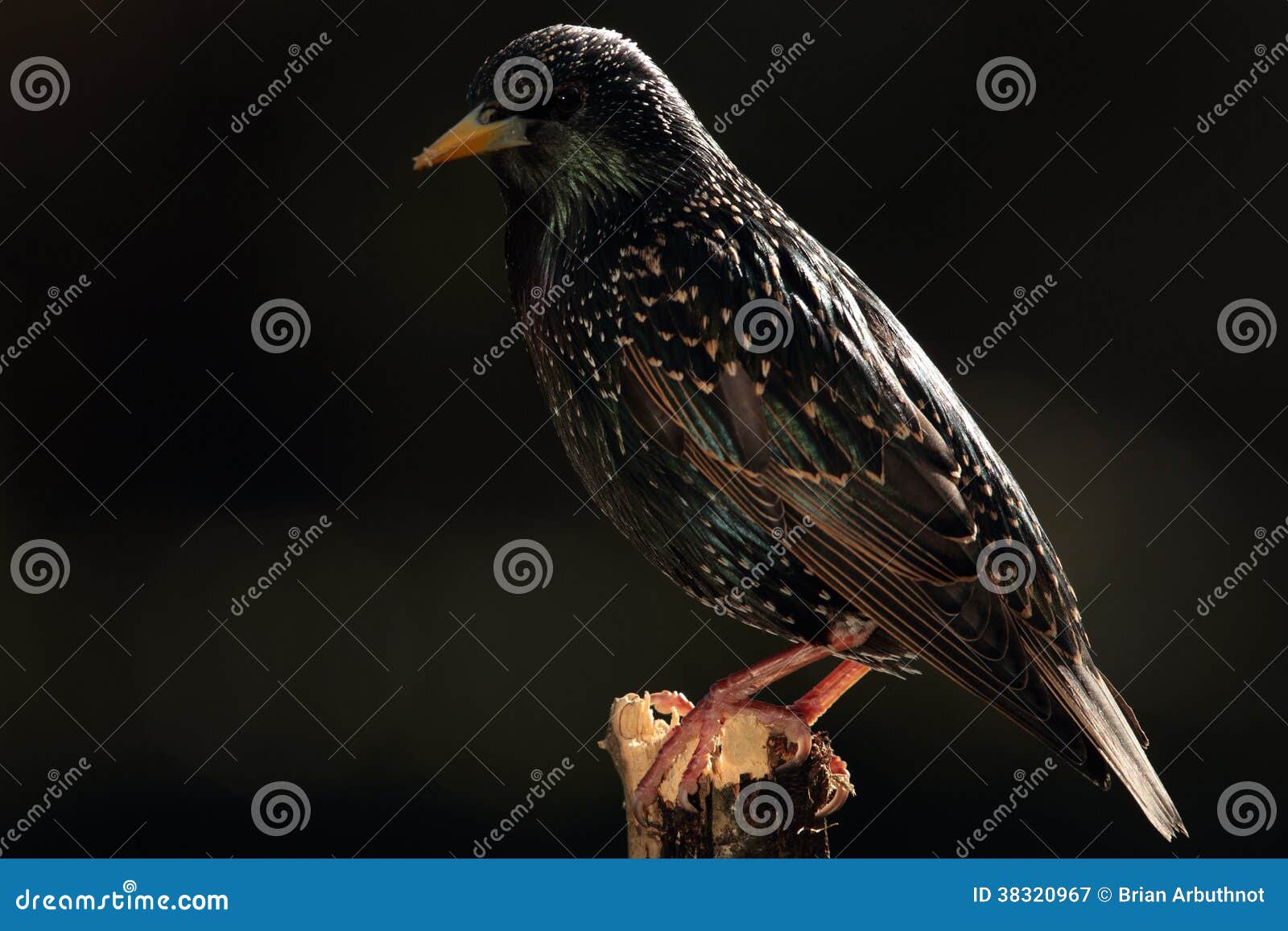 Common starling. stock image. Image of black, starling - 38320967