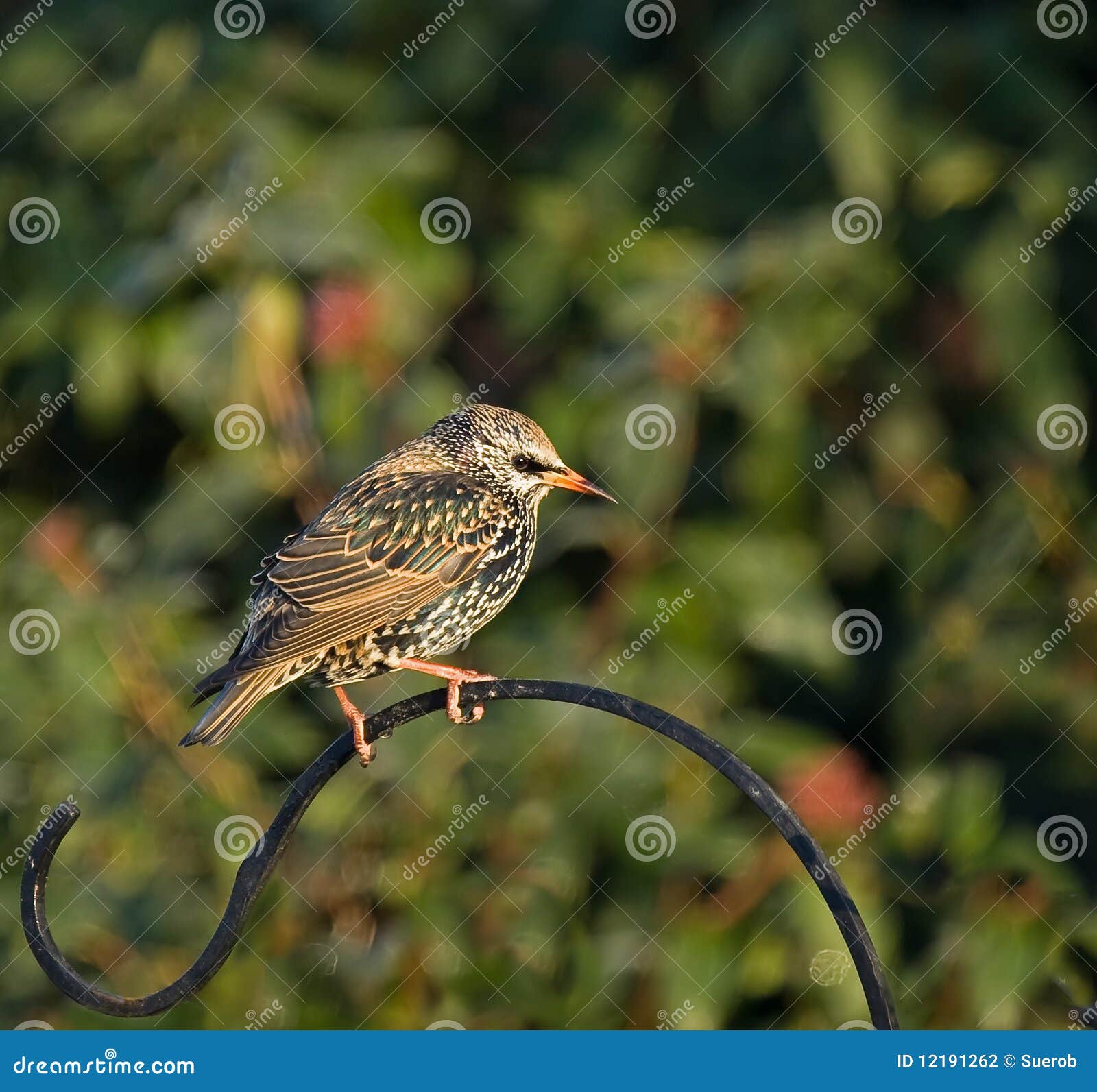 Common Starling in Winter Plumage Stock Photo - Image of ornithology ...