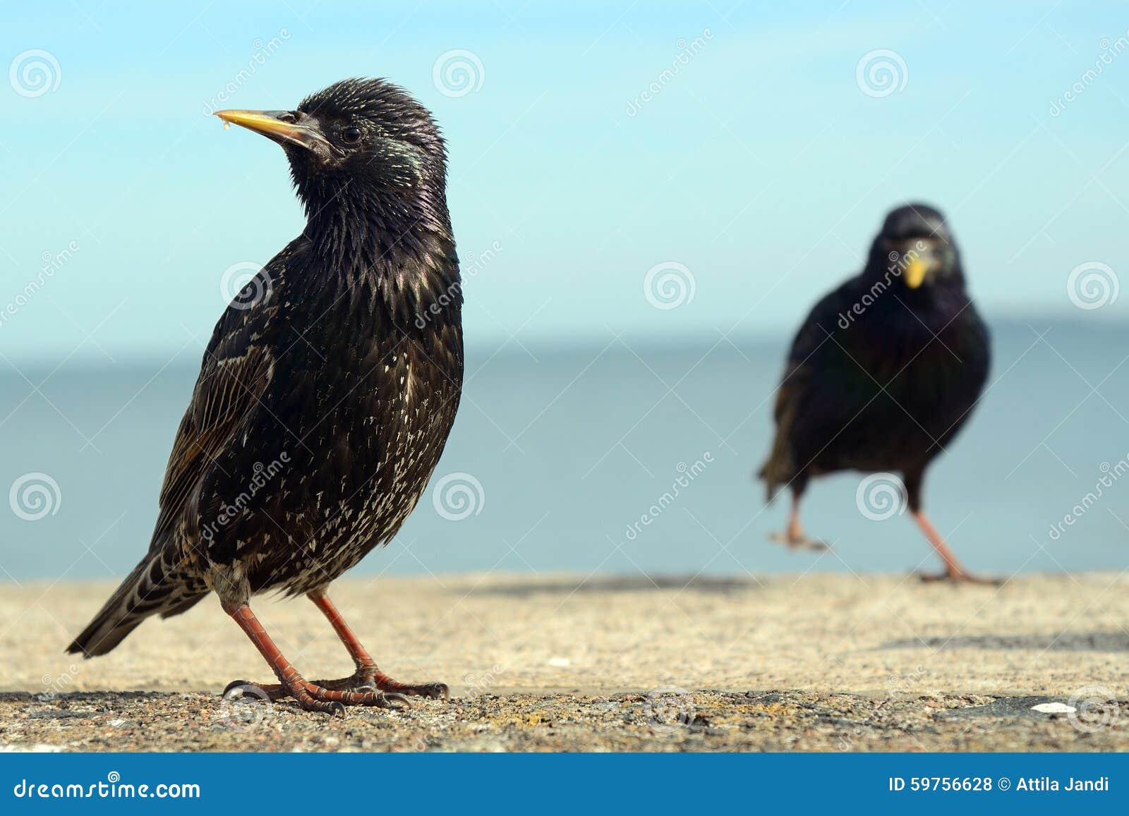 Common Starlings, Seahouses, England Stock Photo - Image of gull ...