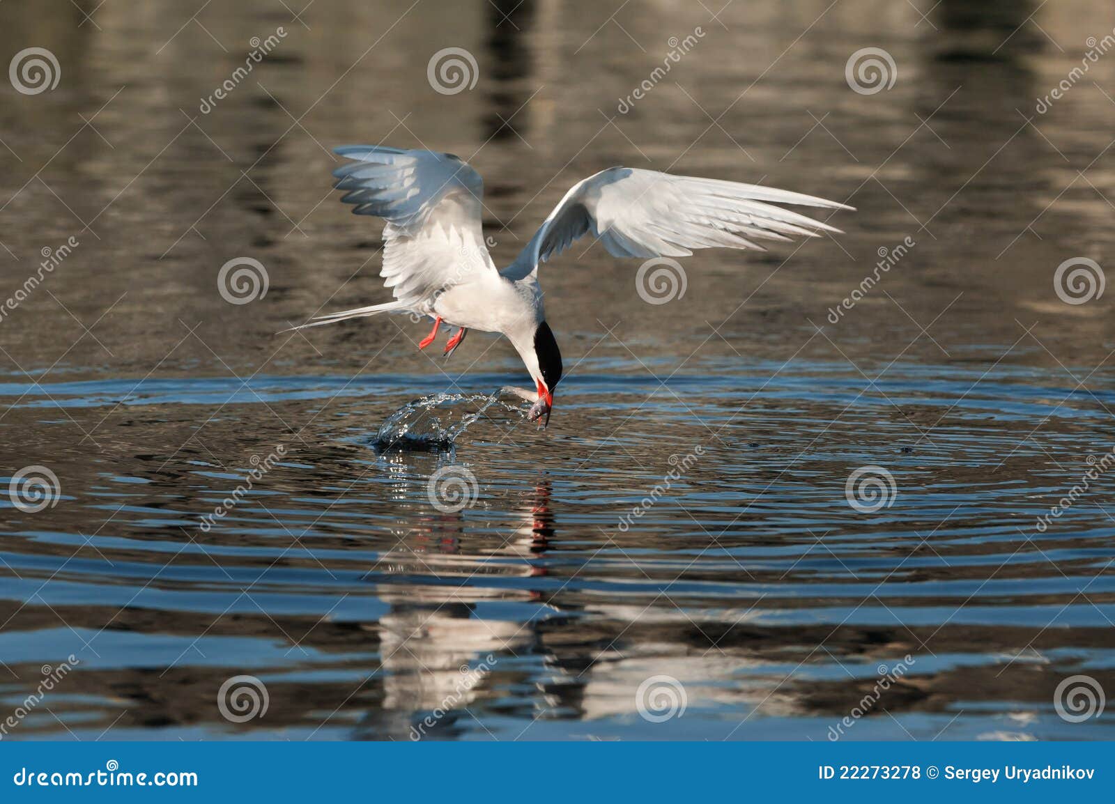 The common stern fishes. stock photo. Image of fishes - 22273278