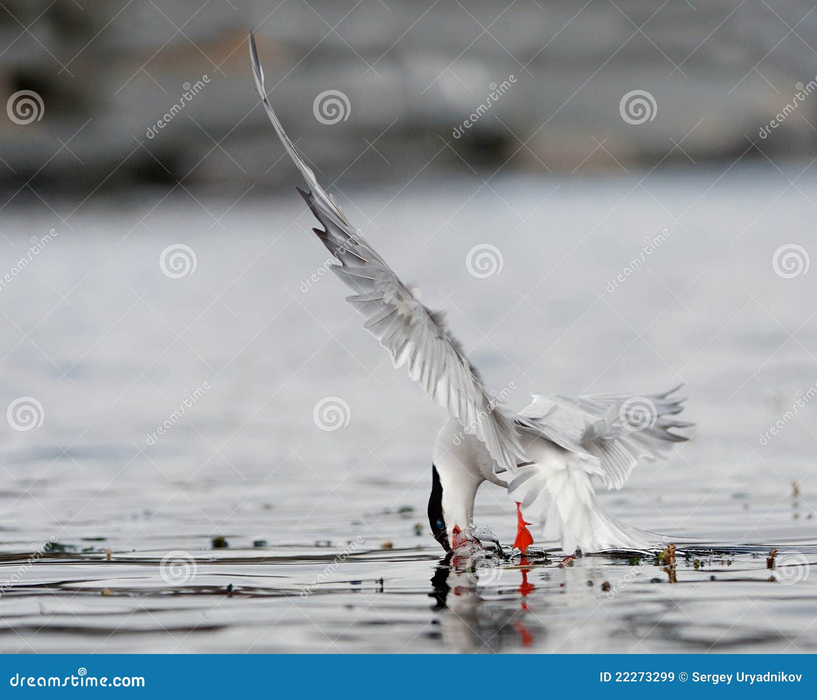The common stern fishes. stock image. Image of flight - 22273299