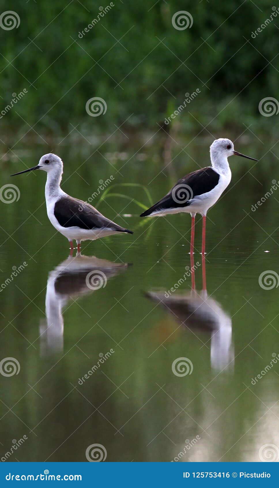 Common stilt stock photo. Image of species, bird, avian - 125753416