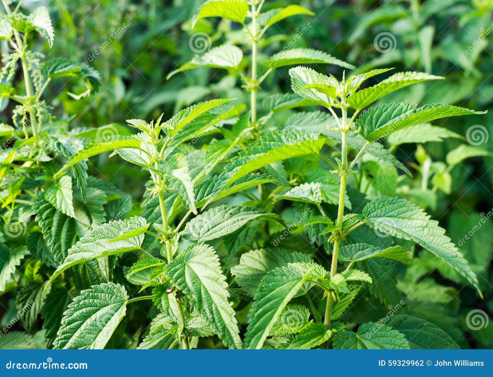 Common Stinging Nettle Weed with Background Stock Photo - Image of ...