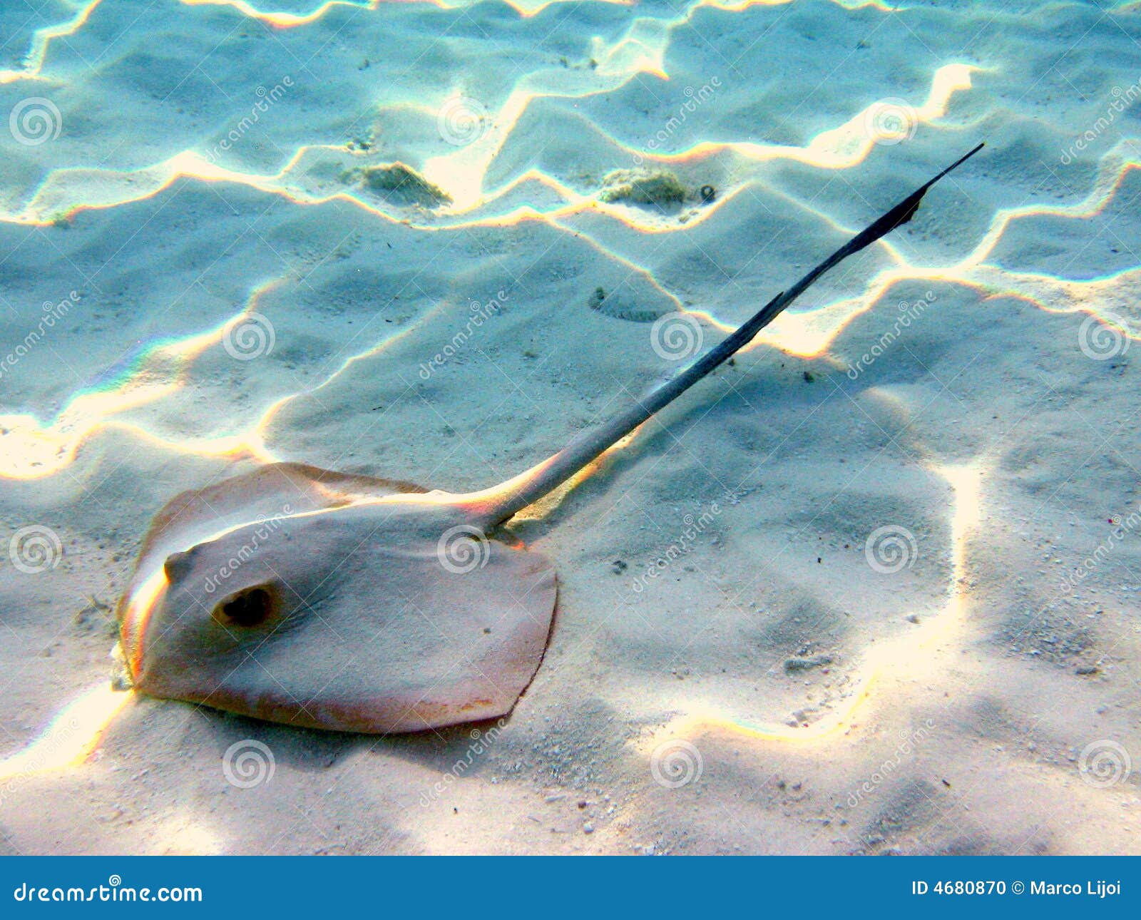 Common stingray stock photo. Image of snorkeling, marine - 4680870