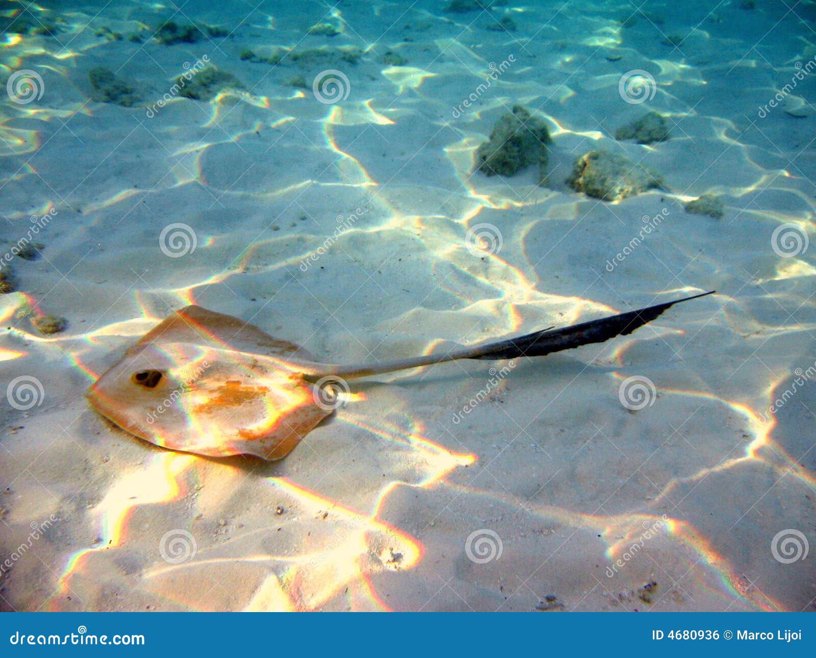 Common Stingray in Maldives Stock Photo - Image of dasyatis, coral: 4680936