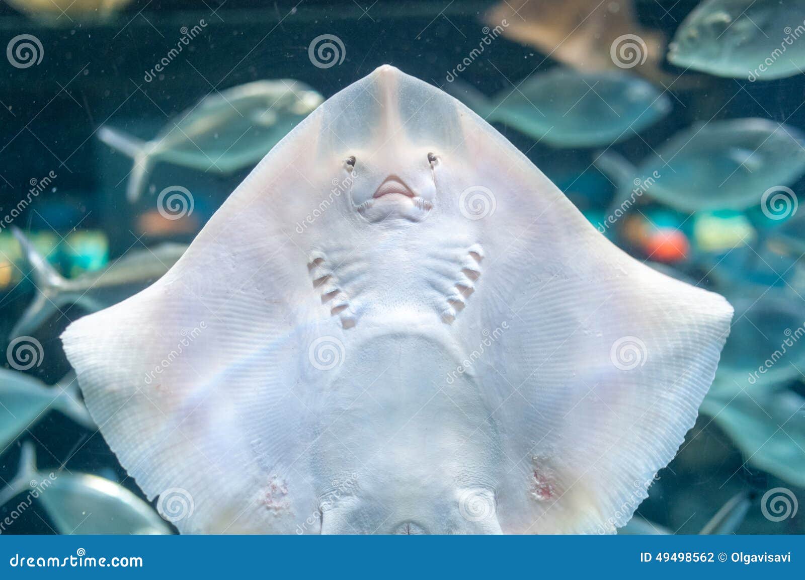 Common Stingray, Sea Cat (lat. Dasyatis Pastinaca) Stock Photo - Image ...