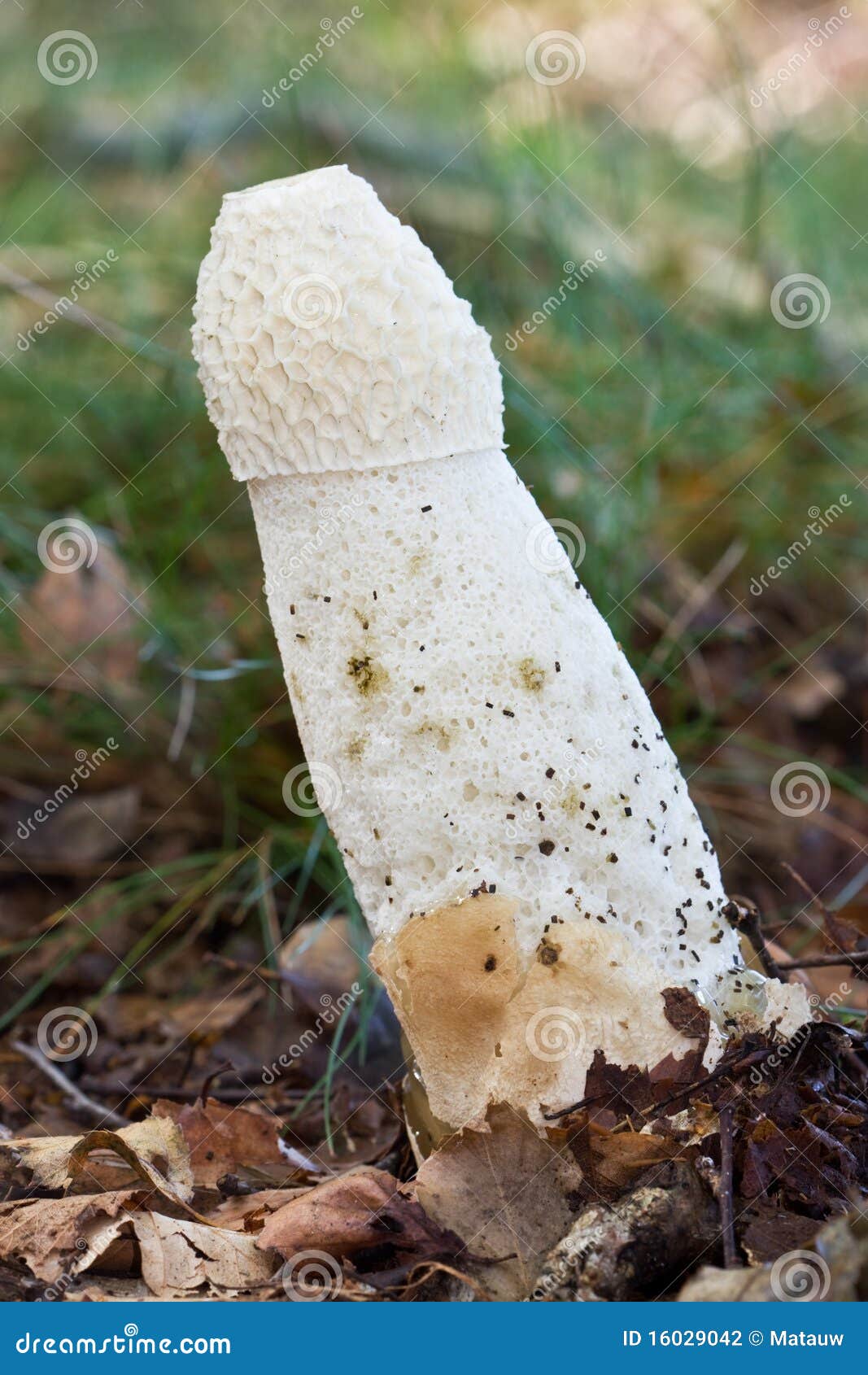 Common Stinkhorn (Phallus Impudicus) Stock Photo - Image of fungus ...