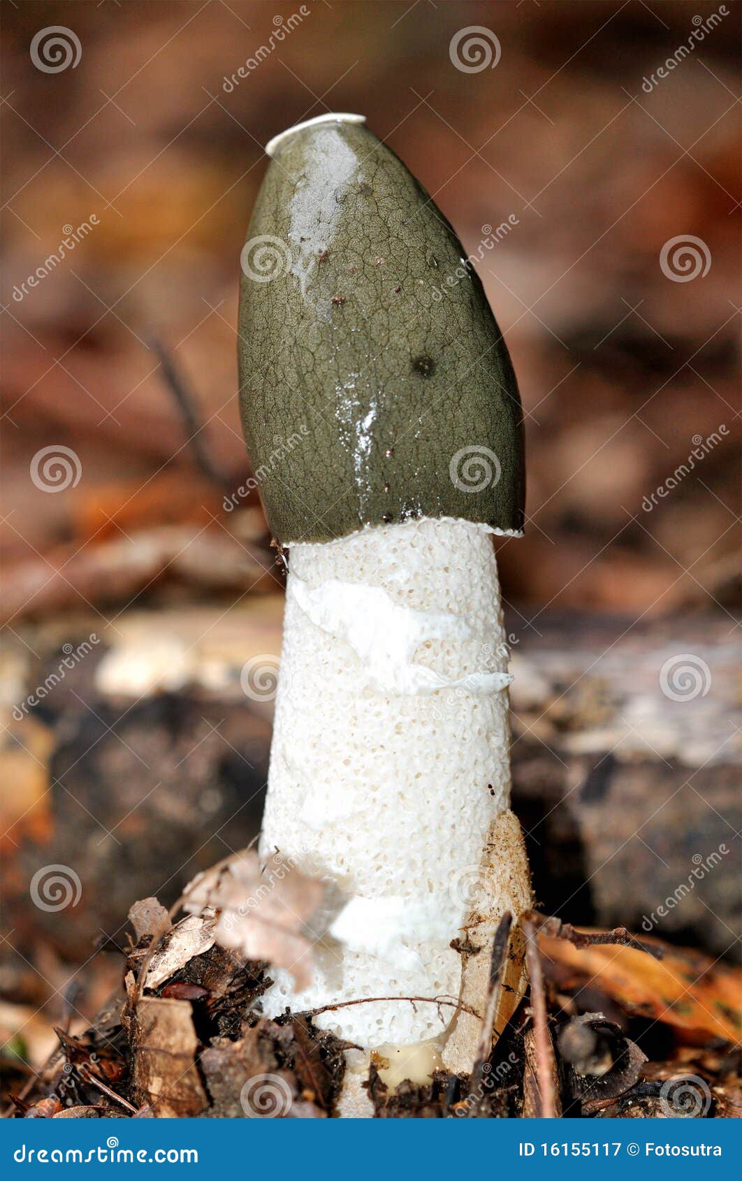Common Stinkhorn (Phallus Impudicus) Mushroom Stock Image - Image of ...
