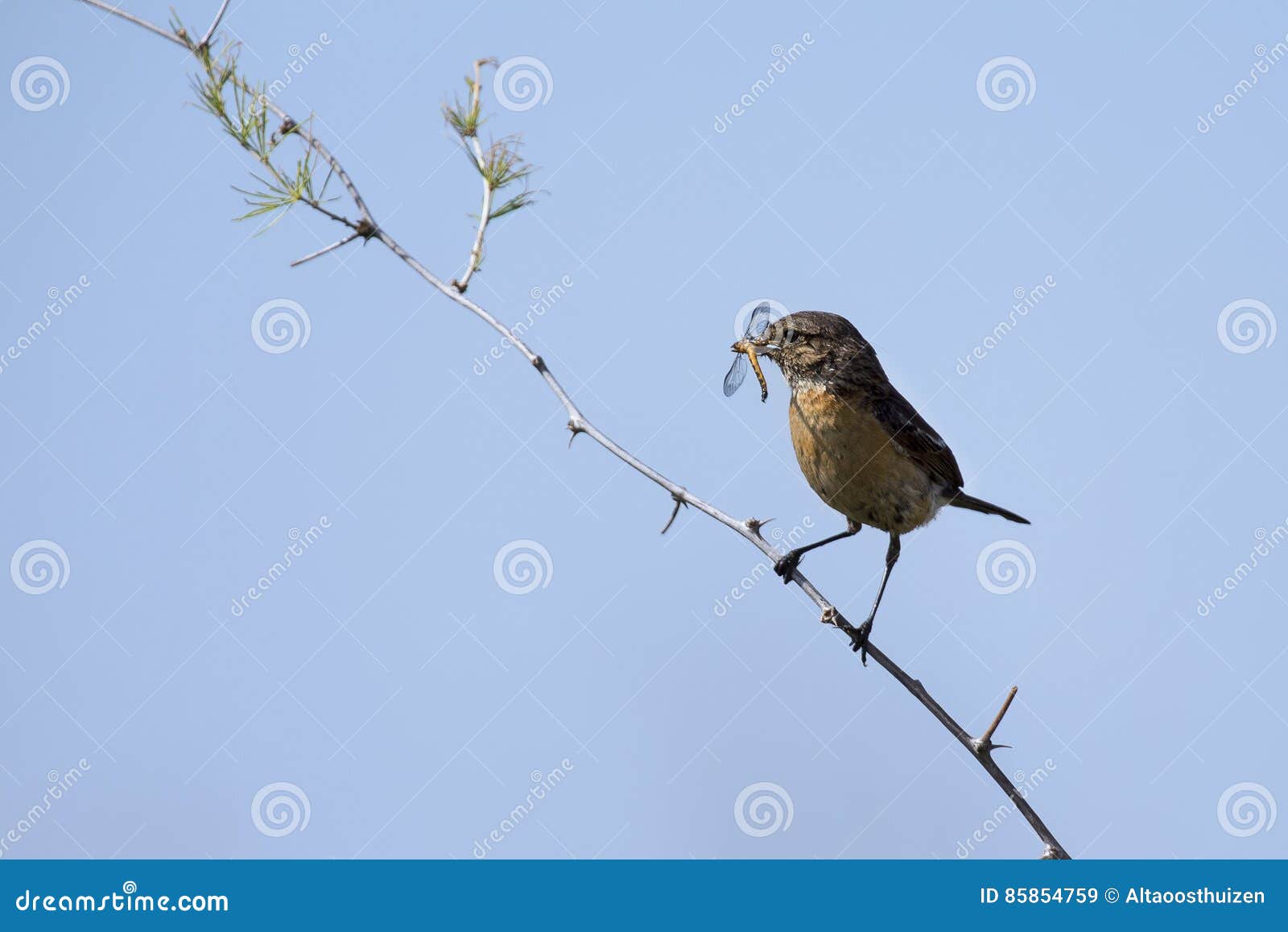 Common Stone Chat Sit on Twig with Insect in Mouth Stock Image - Image ...