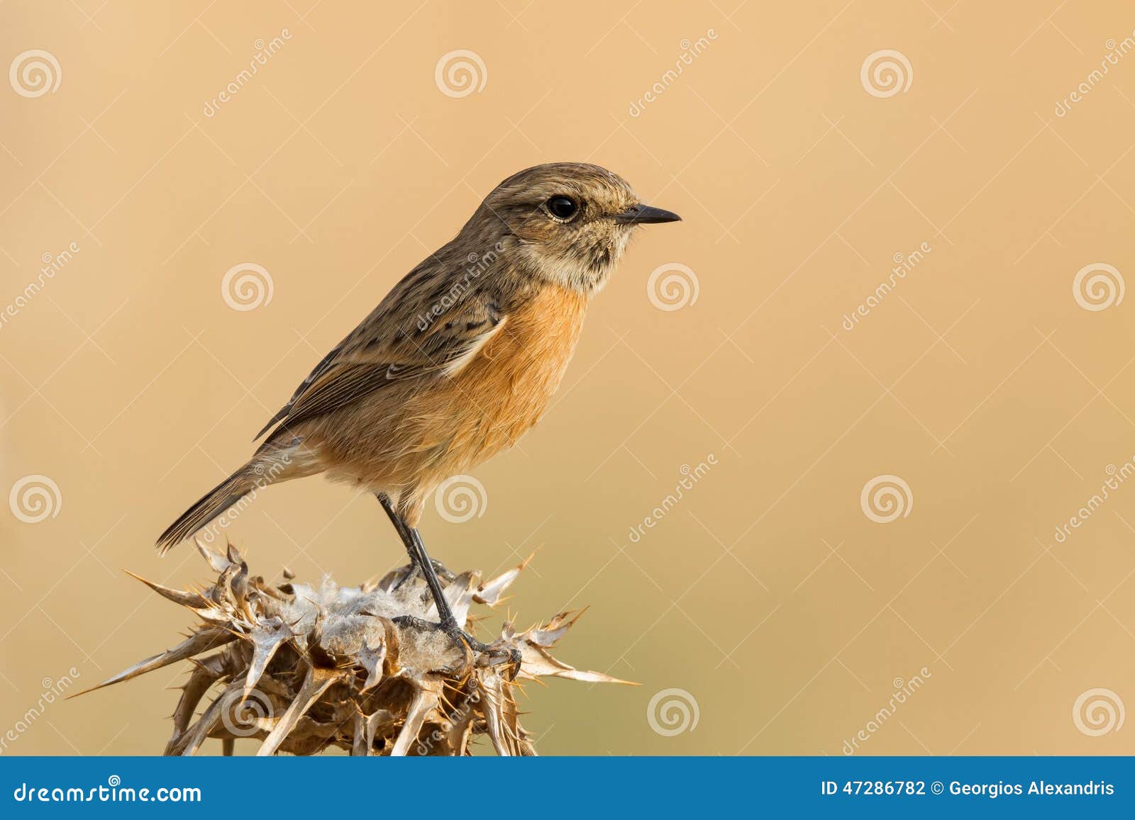Common Stonechat stock photo. Image of saxicola, thistle - 47286782