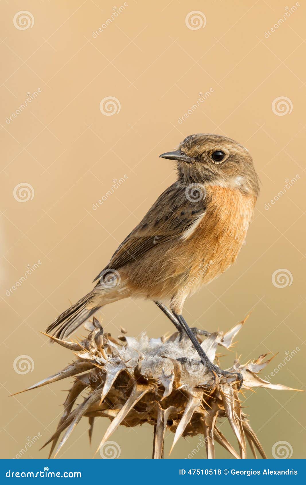 Common Stonechat stock photo. Image of torquatus, bird - 47510518