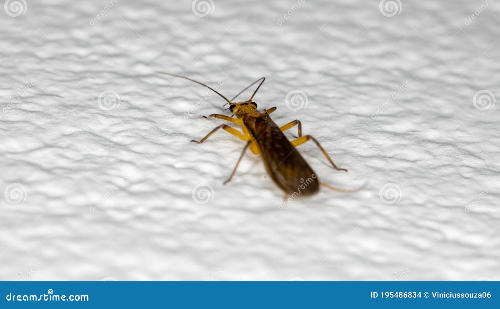 Common Stonefly stock photo. Image of larva, life, development - 195486834