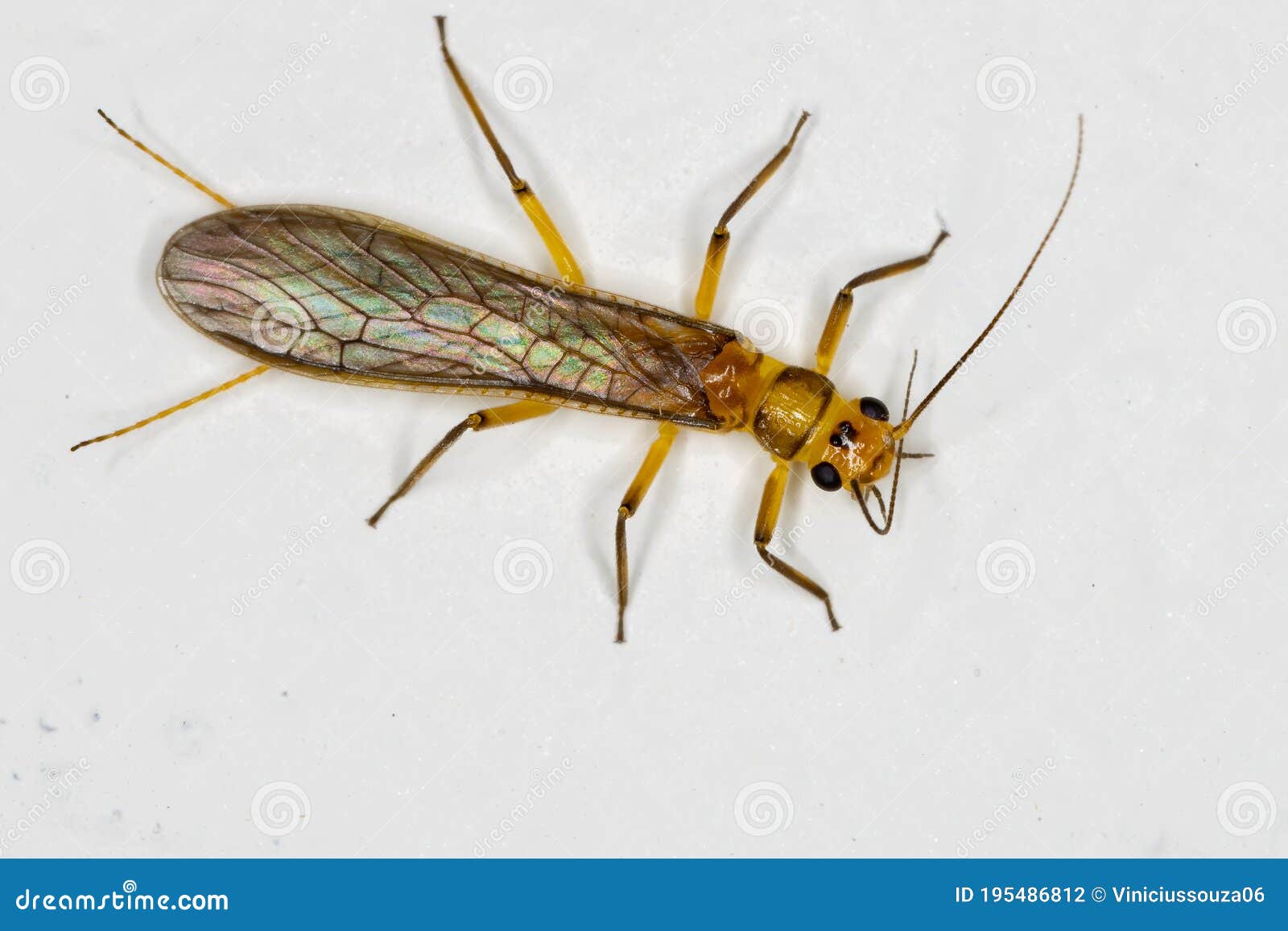 Common Stonefly stock photo. Image of animal, leon, aquatic - 195486812