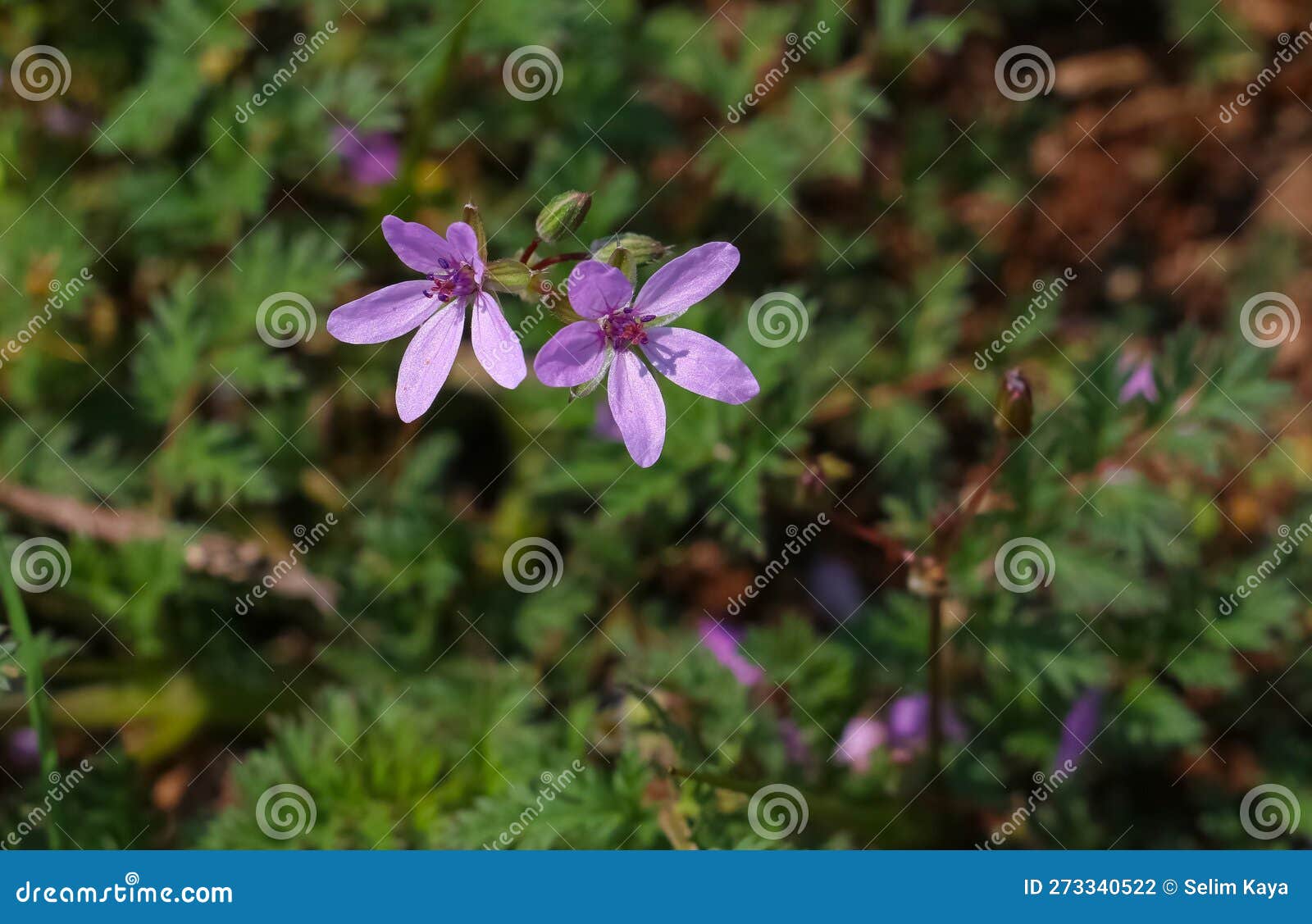 Common storksbill stock photo. Image of fields, turkey - 273340522
