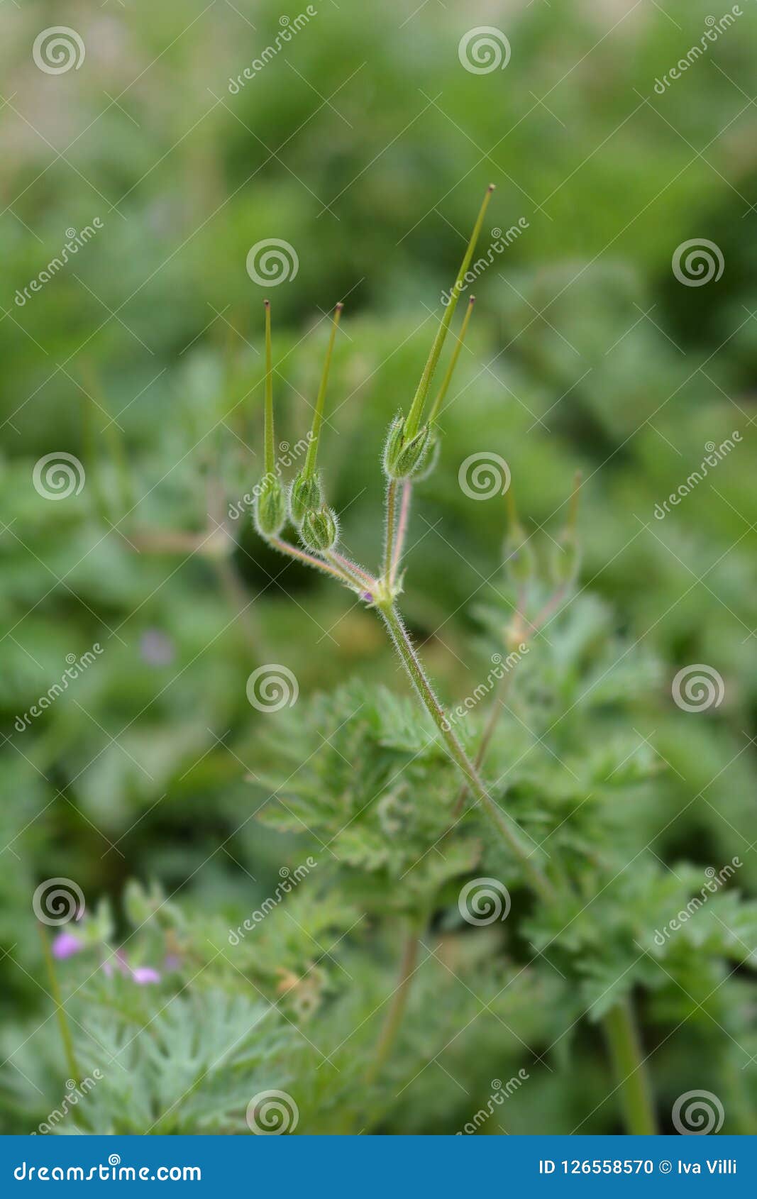 Common storksbill stock photo. Image of redstem, close - 126558570