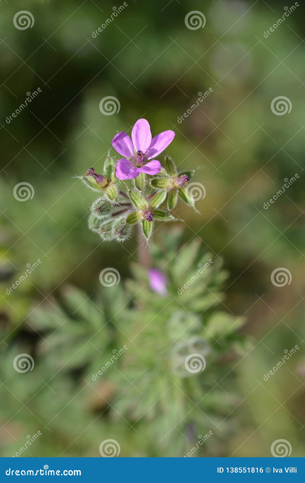 Common storksbill stock photo. Image of common, pinweed - 138551816