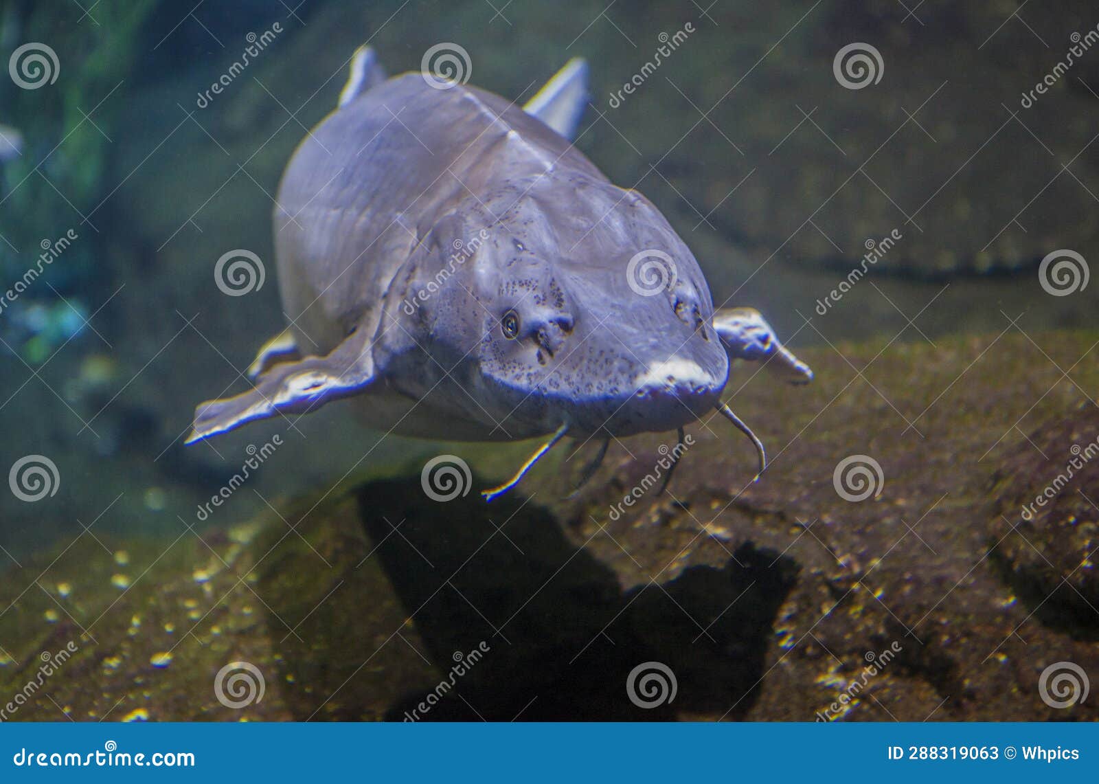 Common Sturgeon or Acipenser Sturio Stock Image - Image of animals ...