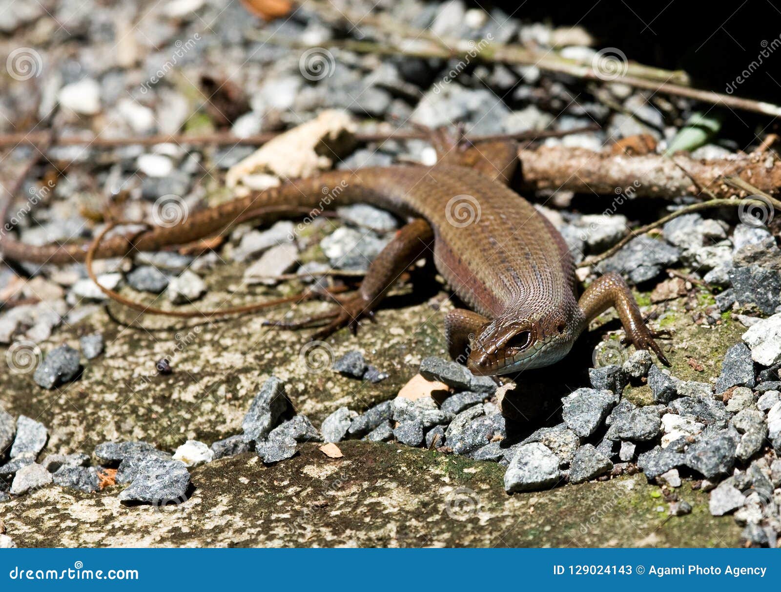 Eutropis Multifasciata Skink Or Common Sun Skink With Growing Tail On ...