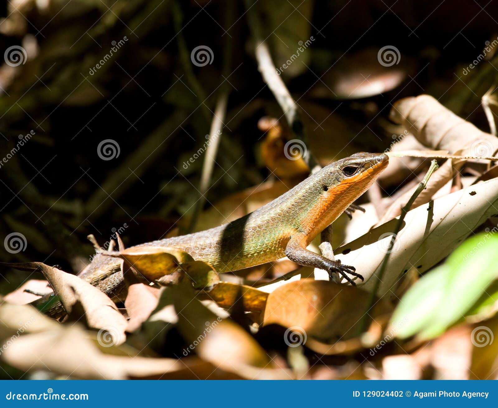 Common Sun Skink, Eutropis Multifasciata Stock Photo - Image of azie ...