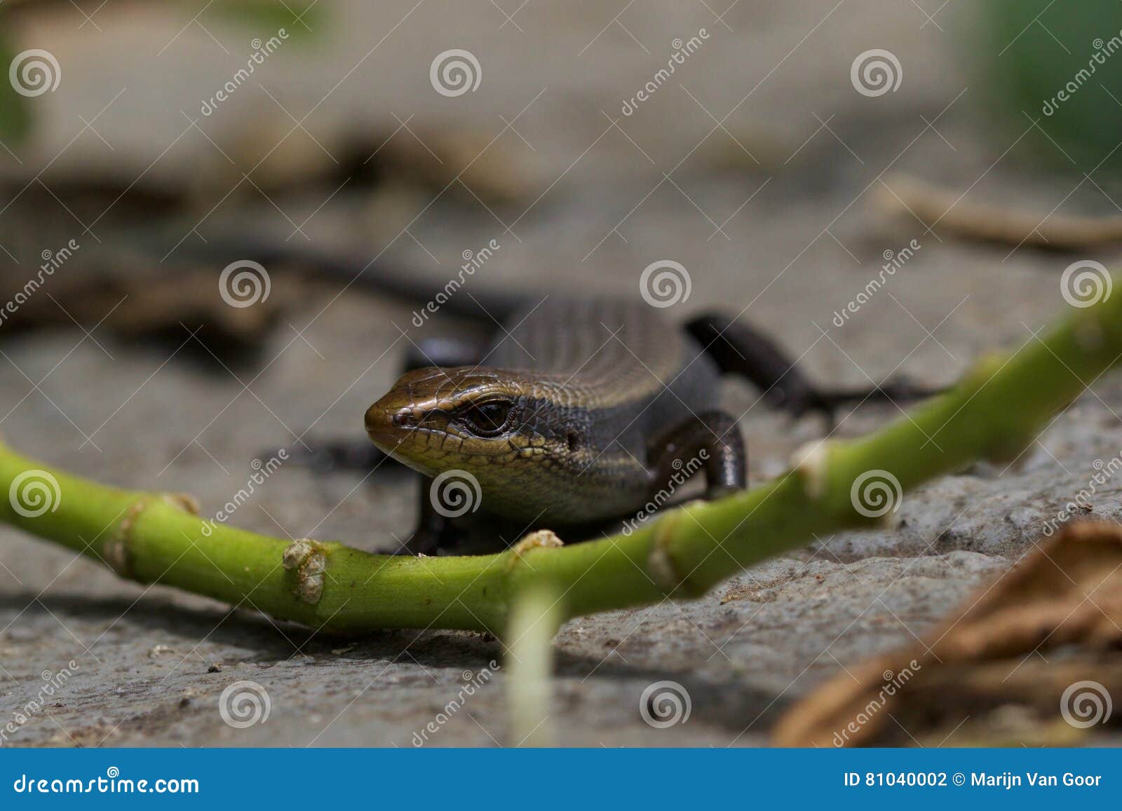 Common Sun Skink stock photo. Image of predator, fast - 81040002