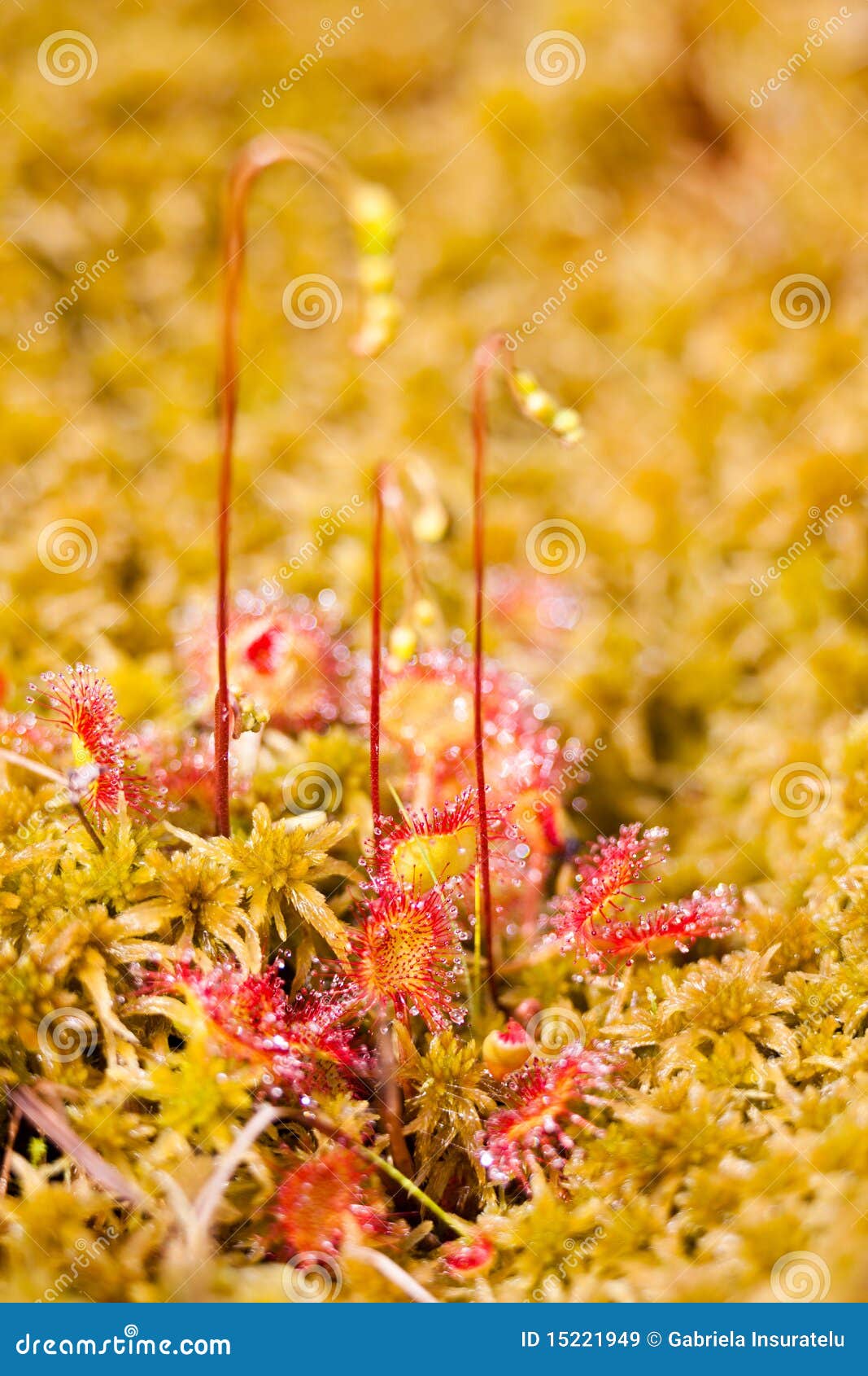 Common Sundew, Drosera Rotundifolia Royalty-Free Stock Photo ...