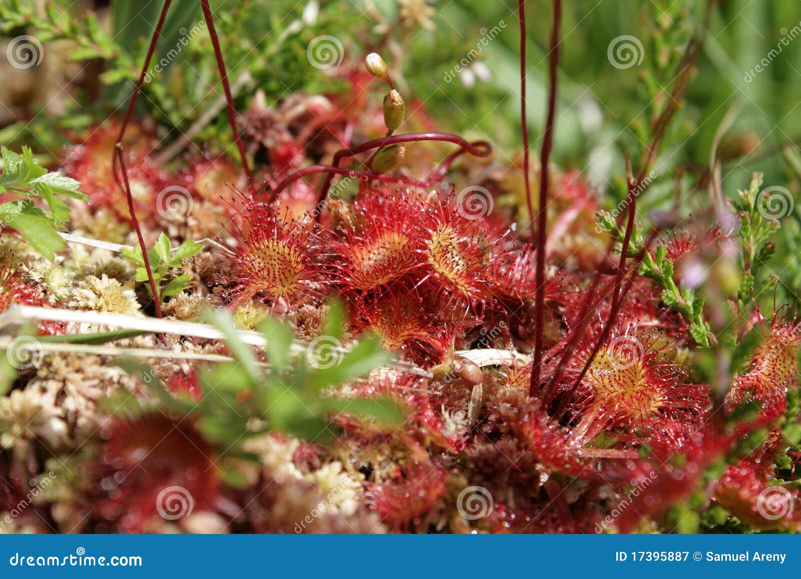 Common sundew stock image. Image of plant, nature, flora - 17395887