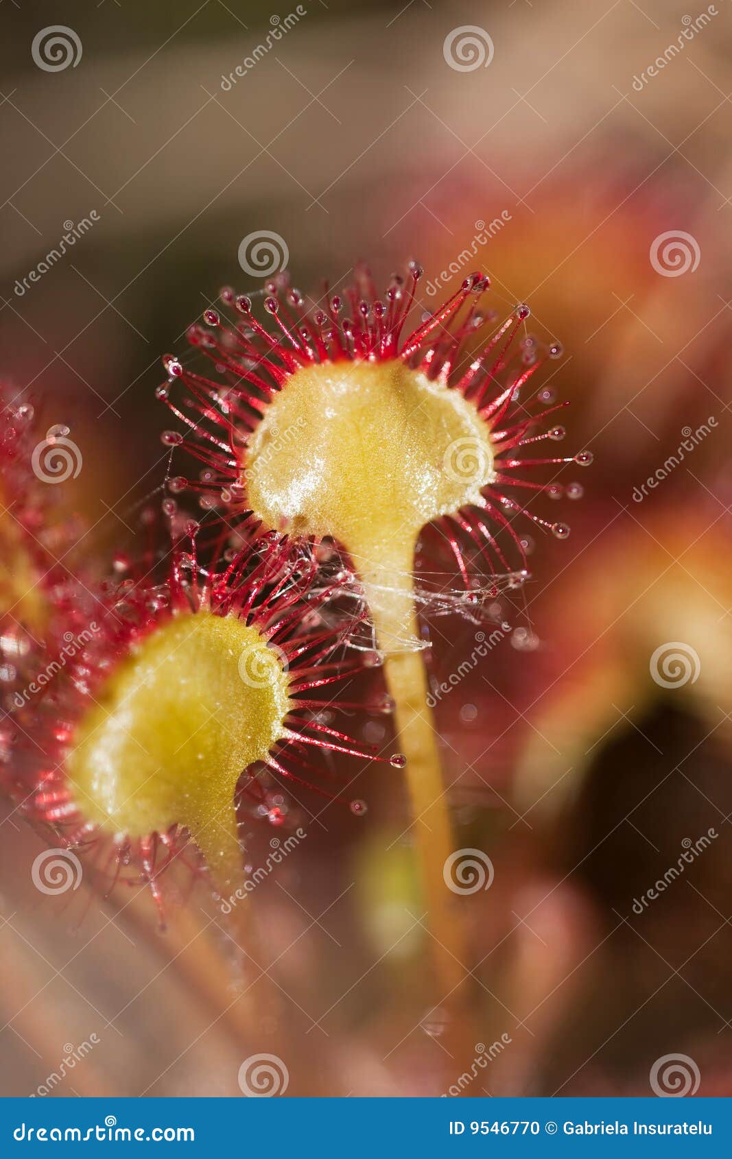 Common Sundew stock photo. Image of carnivore, sundew - 9546770