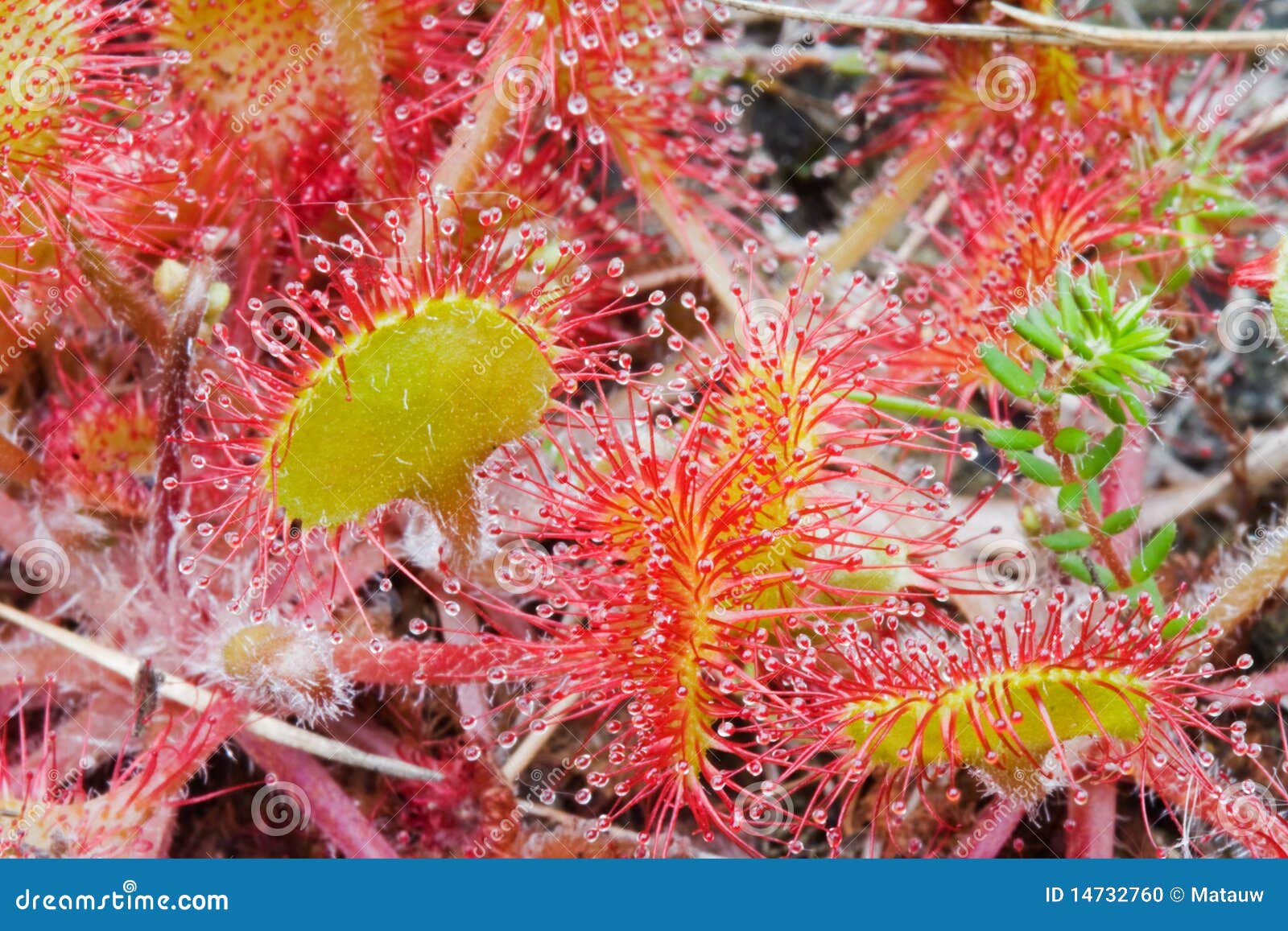 Common Sundew Royalty-Free Stock Image | CartoonDealer.com #15221938