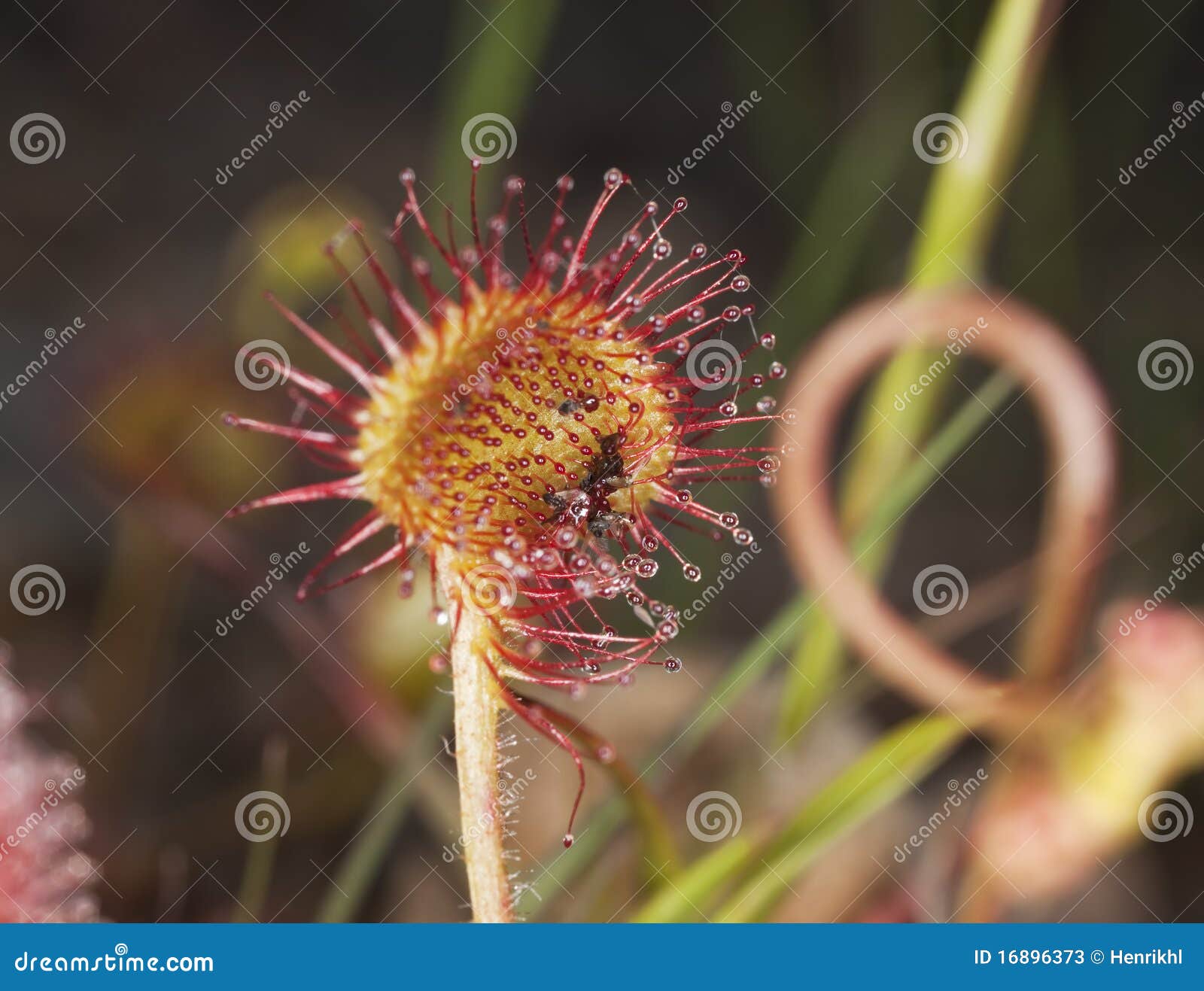 Common Sundew (Drosera Rotundifolia) Stock Image - Image of round ...