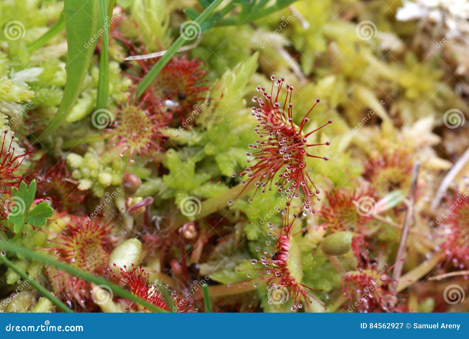 Common sundew stock image. Image of carnivorous, biodiversity - 84562927
