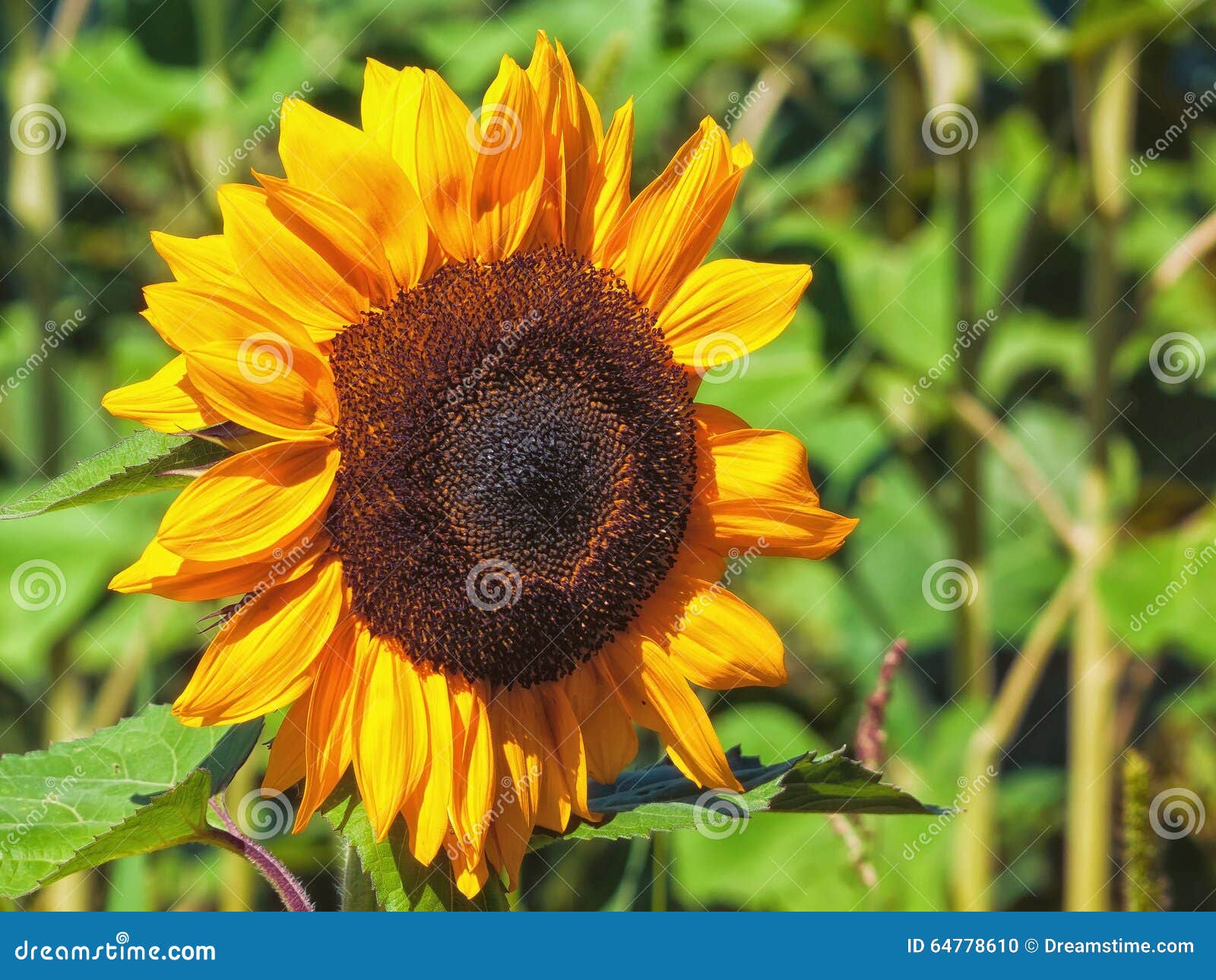 Common Sunflower stock photo. Image of annual, yellow - 64778610