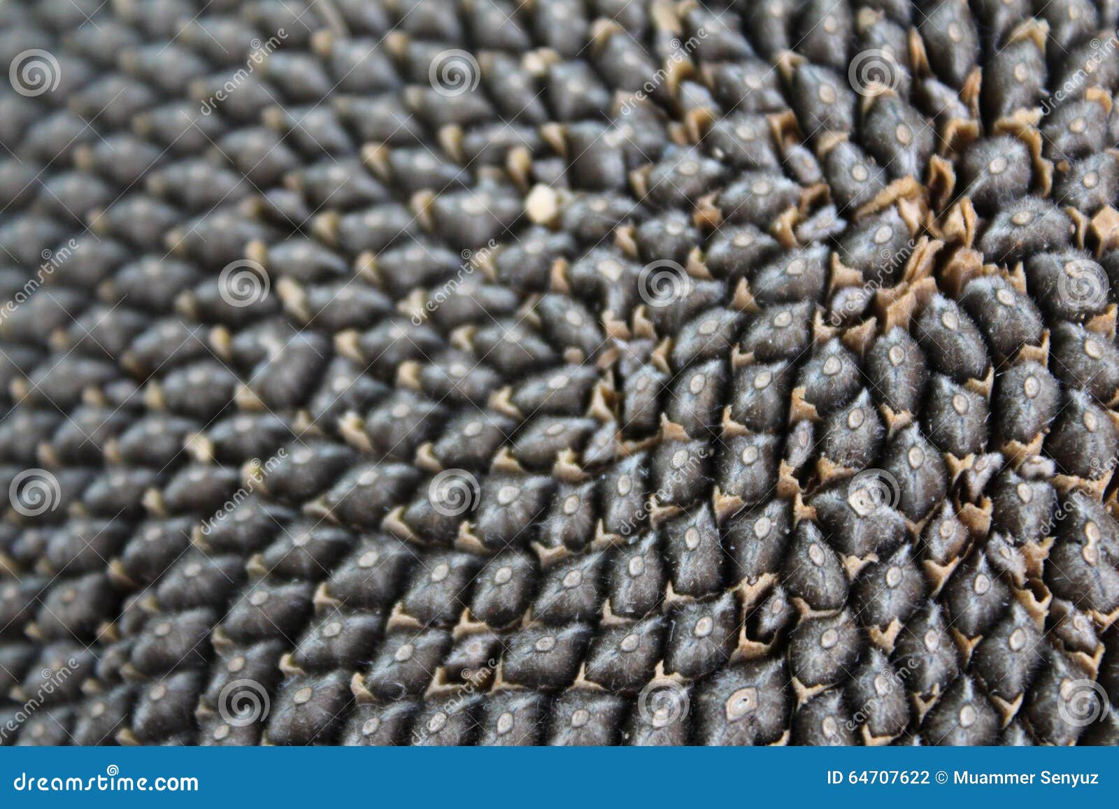 Common sunflower seeds stock photo. Image of helianthus - 64707622