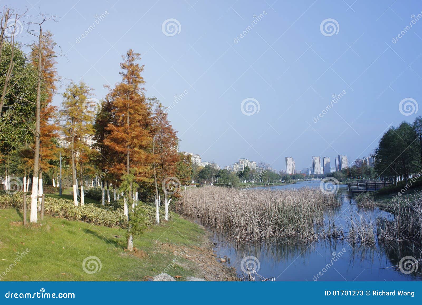 A Common Sunny Day after Rain and the Trees Reflecting on the Blue ...